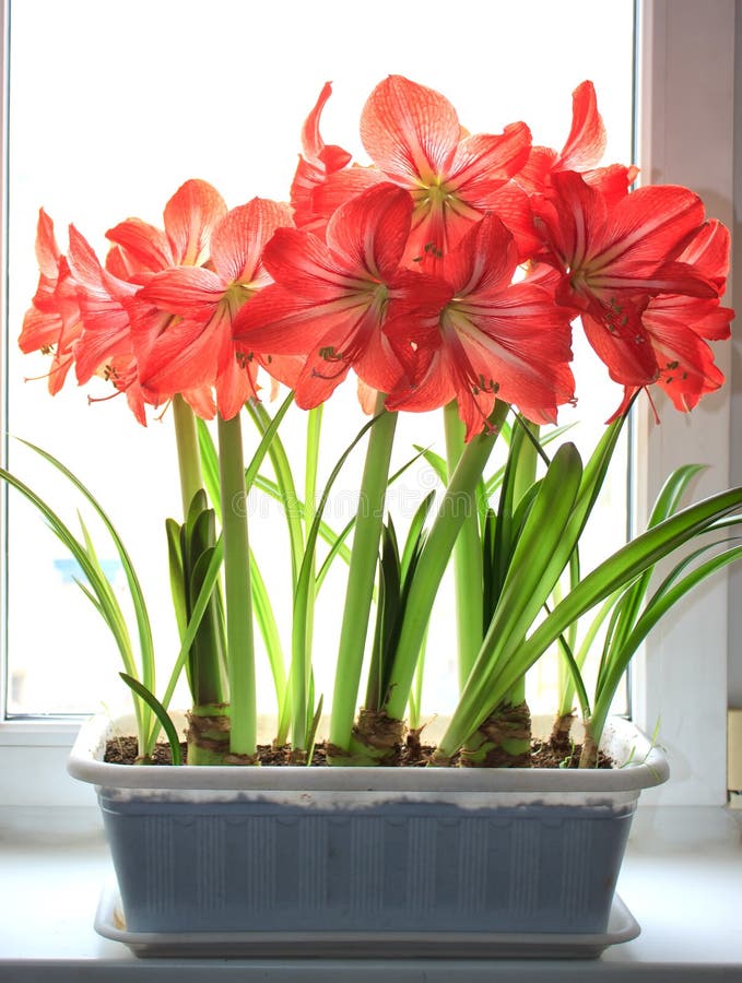 Favorite flowers stock photo. Image of hippeastrums - 254484816