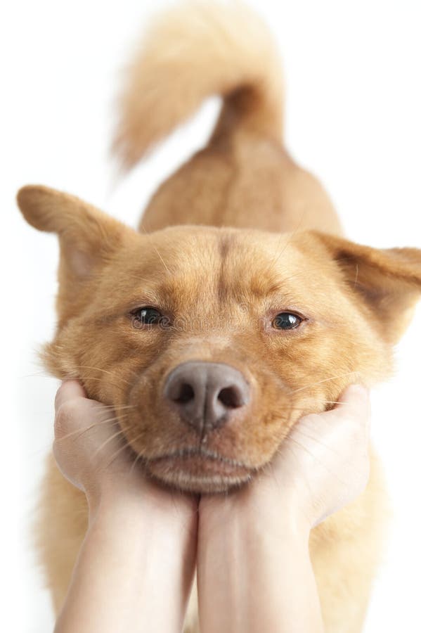 Favorite pet stock photo. Image of humour, squeezing - 11938002