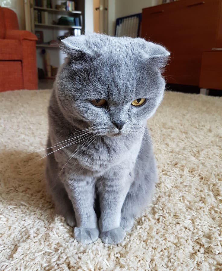 Favorite pet. Cat stock image. Image of carpet, loved - 140411275