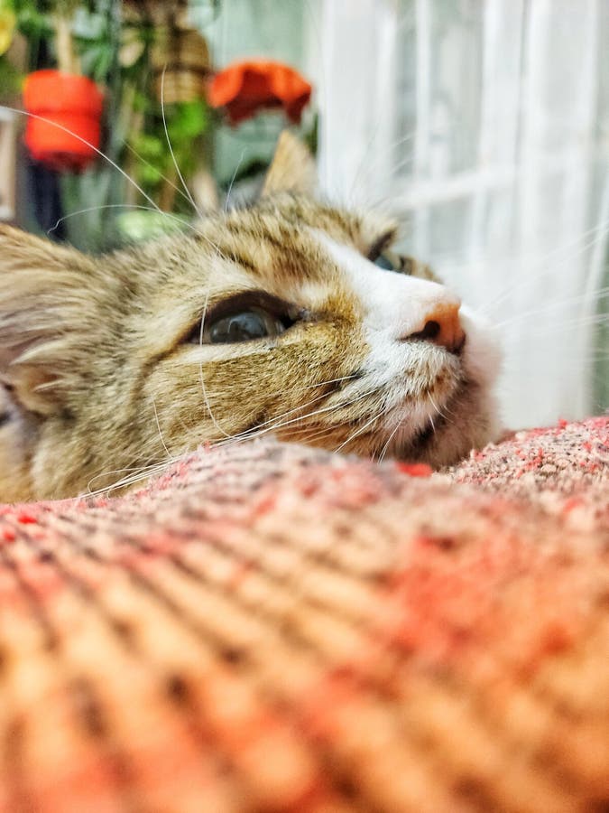 Favorite pet is a cat stock image. Image of resting - 233282637