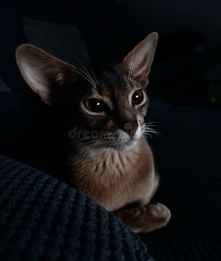 Favorite Pet Cat Watching Tv Stock Image - Image of mammal, black ...