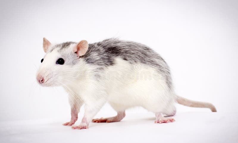 Pet Rat Grooming stock photo. Image of fluffy, clean - 11728062