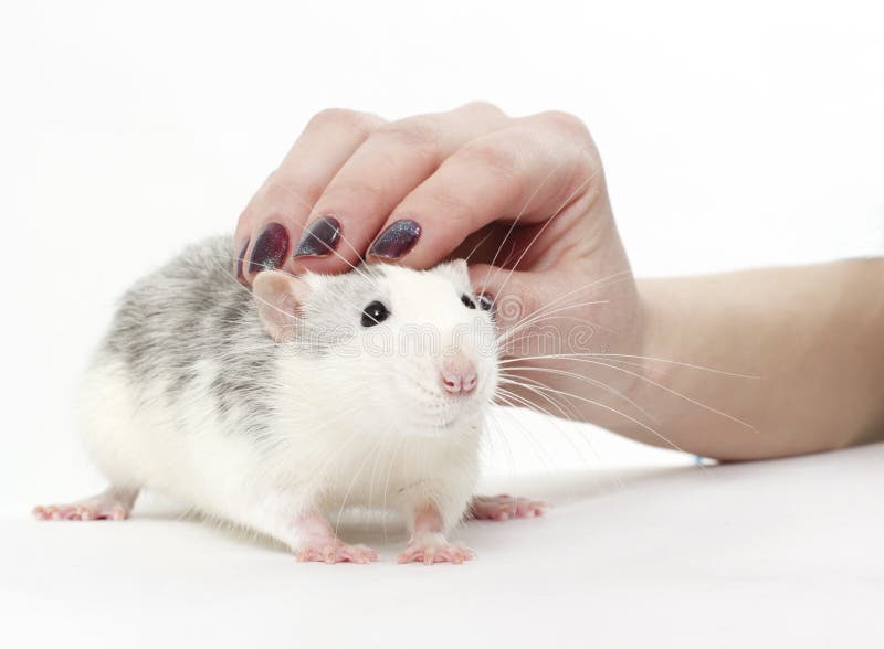 White rat stock image. Image of fluffy, face, animal - 14067427