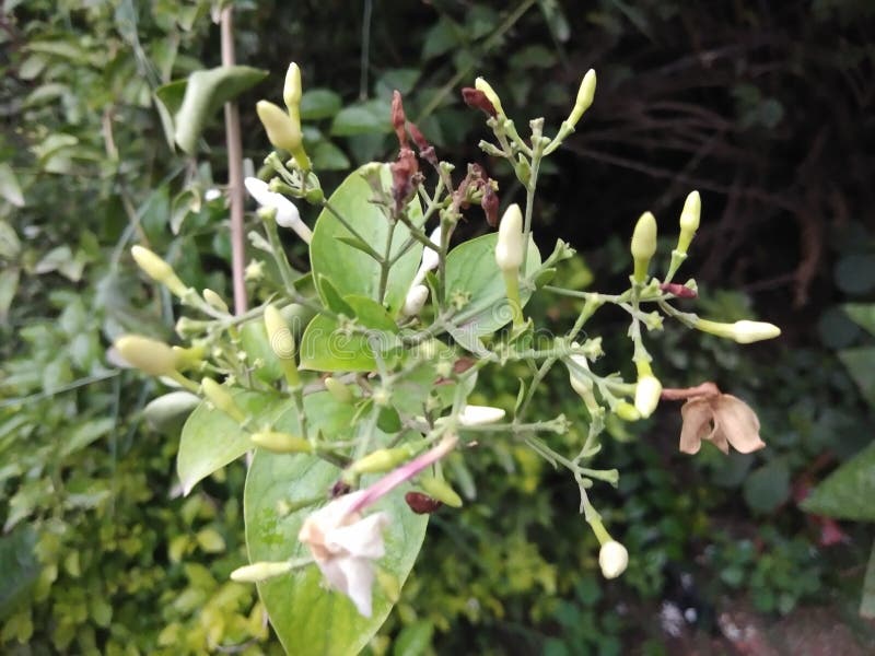 Fawar stock photo. Image of shoot, original, quality - 124053036