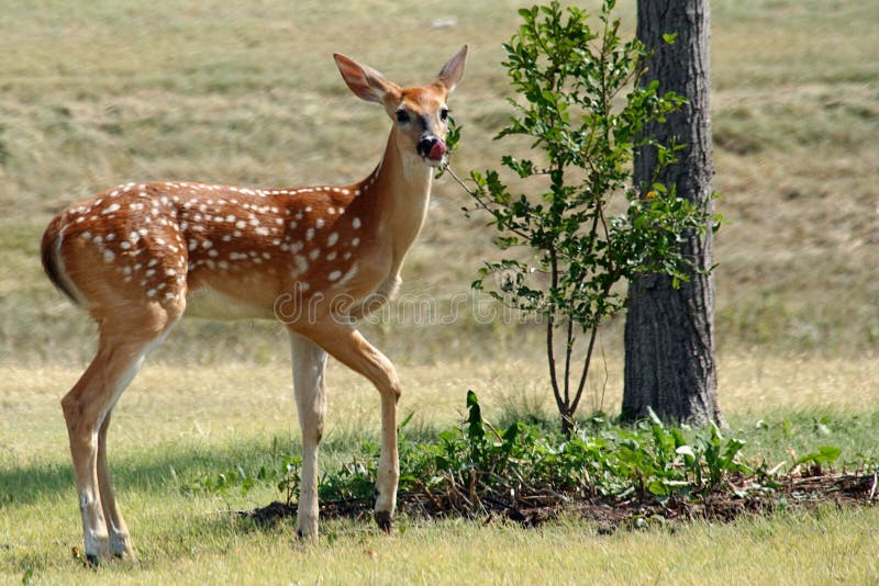 Fawn stock image. Image of sapling, baby, deer, wildlife - 1066255