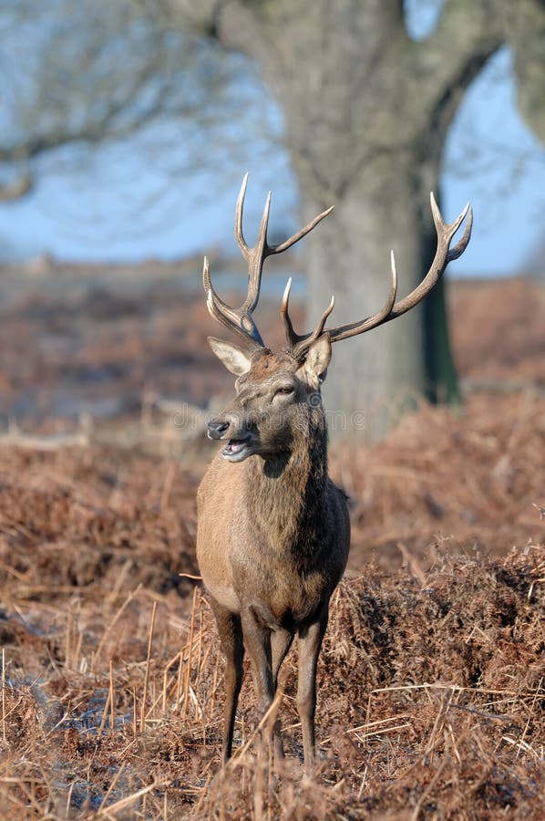 Fawn stock image. Image of adult, grass, brown, wildlife - 13398201
