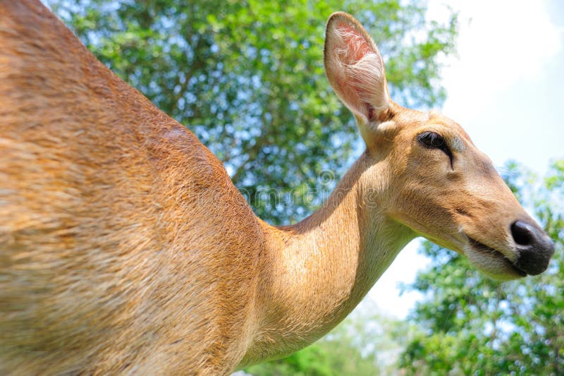 Fawn stock photo. Image of expression, green, safari - 19820616