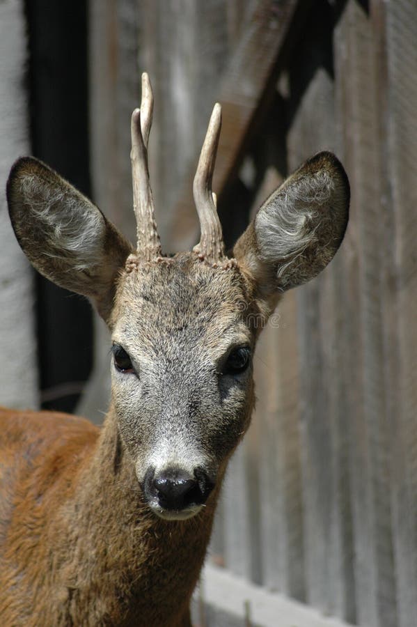 Fawn 2 stock photo. Image of wild, wilderness, animal - 1779708