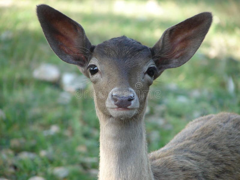Fawn stock photo. Image of sheep, deer, goat, nose, stare - 203688