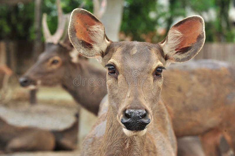 Fawn stock image. Image of deer, animal, forest, cute - 25779119