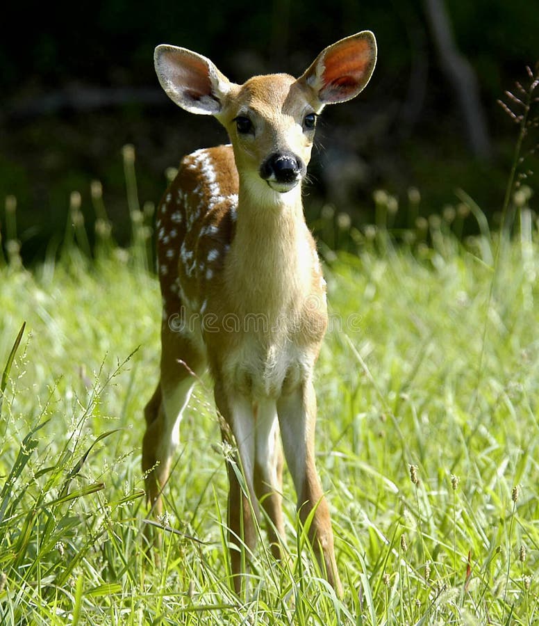 12,289 Baby Fawn Stock Photos - Free & Royalty-Free Stock Photos from ...