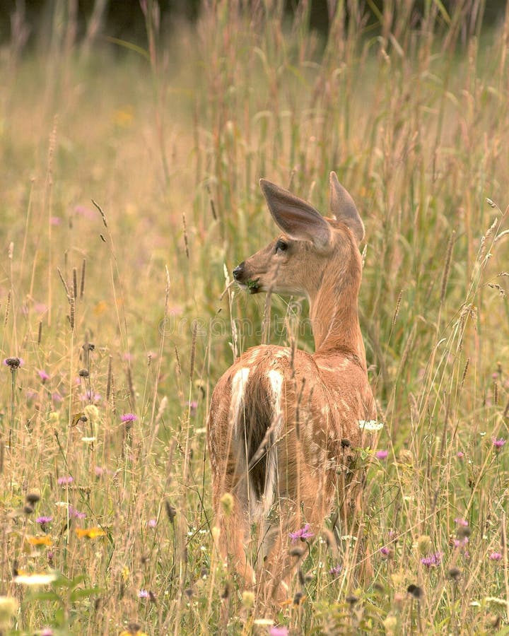 Fawn 4 stock photo. Image of woods, fawn, outdoors, mammal - 1175284