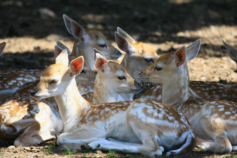 Fawn stock image. Image of nature, fawn, cute, whitetail - 5873171