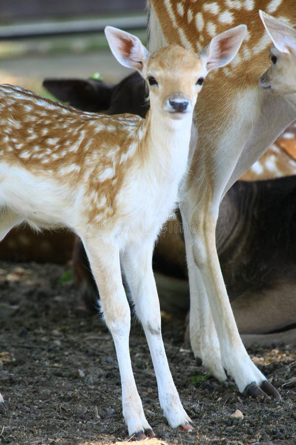 Fawn Picture. Image: 5873218