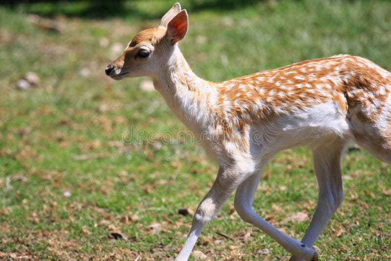 Fawn stock photo. Image of wildlife, mother, sweet, cute - 5873580