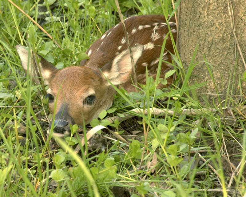 Fawn stock image. Image of whitetail, spring, thickets - 817955