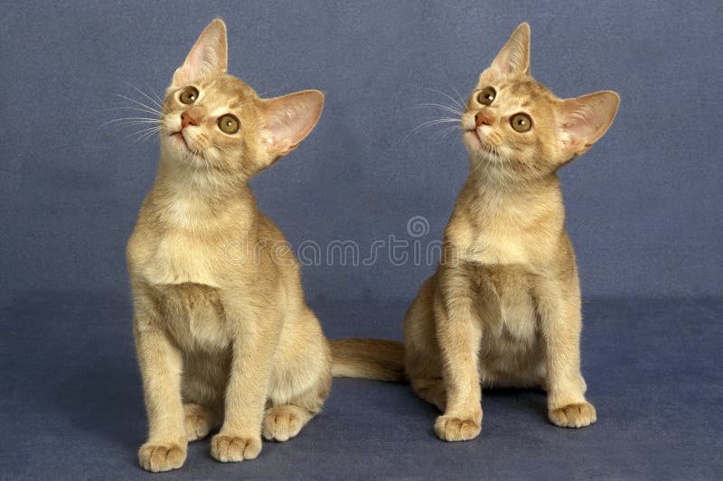 Abyssinian Cat of Fawn Color, Close-up Portrait, Walks Along the Lawn ...