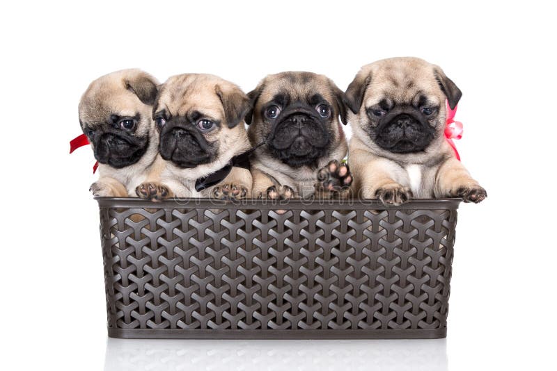 Group of Pug Puppies on White Background Stock Image - Image of puppy ...