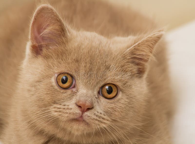 Fawn British Shorthair Kitten Image stock - Image du animal, beau: 44523365
