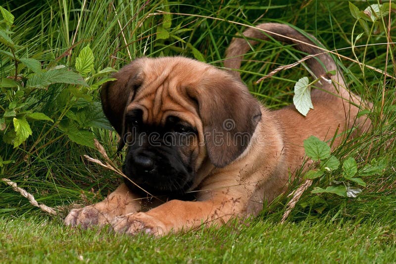 Fawn Cane Corso Puppy, 8 Weeks Stock Photo - Image of life, enjoying ...