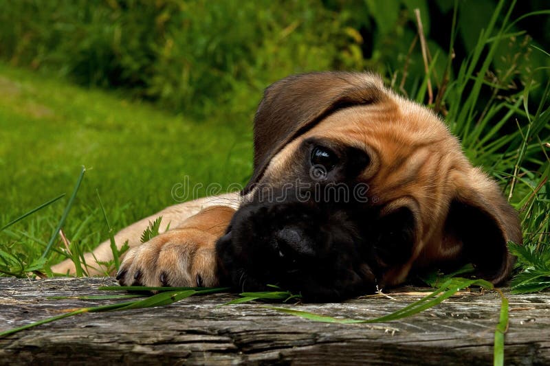 Fawn Cane Corso Puppy, 8 Weeks Stock Image - Image of corso, looking ...