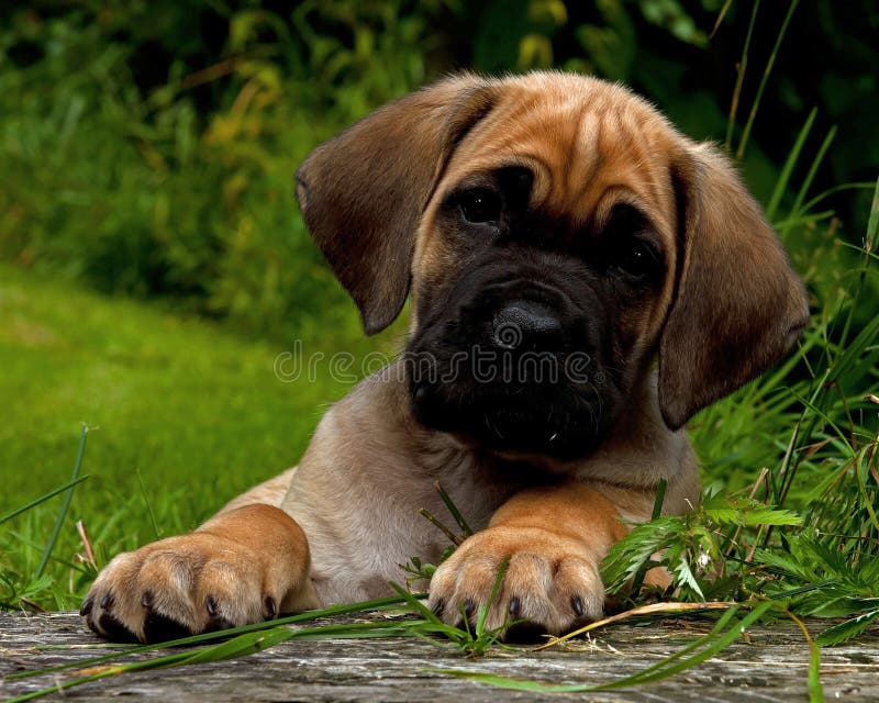 Fawn Cane Corso Puppy, 8 Weeks Stock Photo - Image of nature, purebred ...