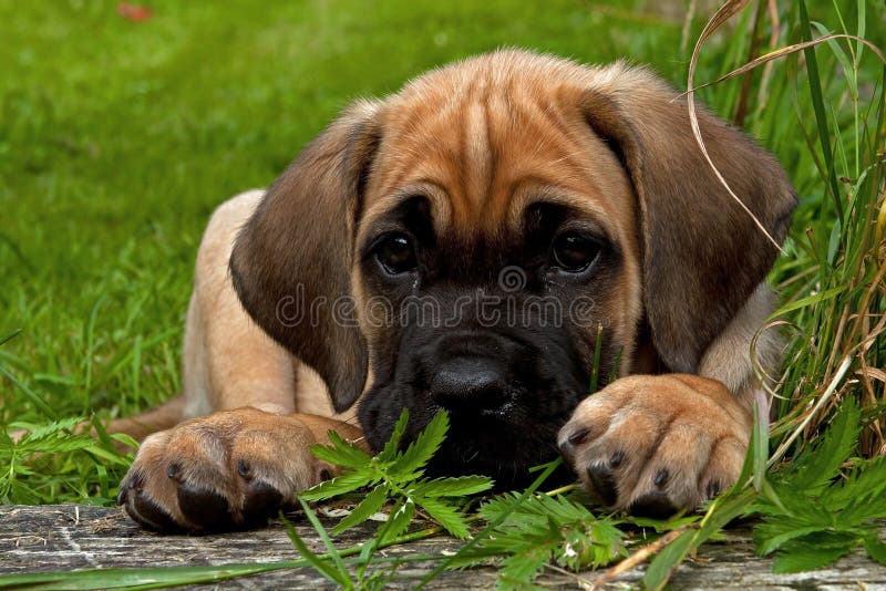 Fawn and Red Cane Corso Puppys, 8 Weeks Stock Image - Image of domestic ...