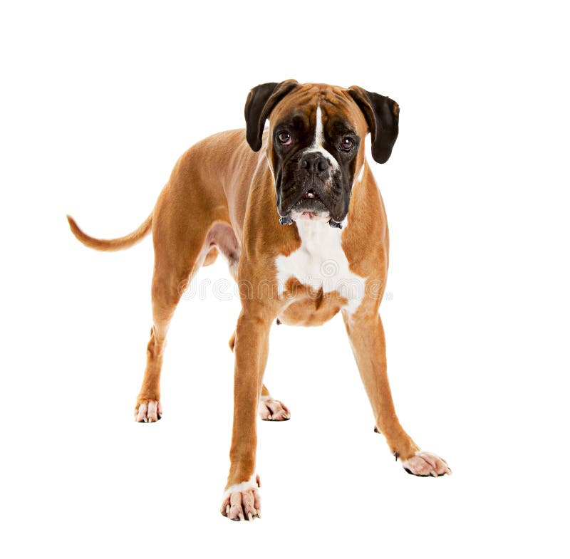 Fawn-colored Boxer stock image. Image of friendly, canine - 63195889