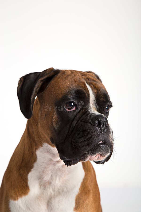 German Fawn Colored Boxer Dog Stock Photos - Free & Royalty-Free Stock ...