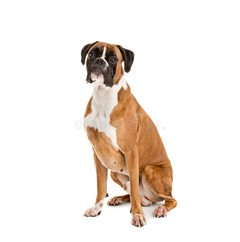 German Fawn Colored Boxer Dog Stock Photos - Free & Royalty-Free Stock ...