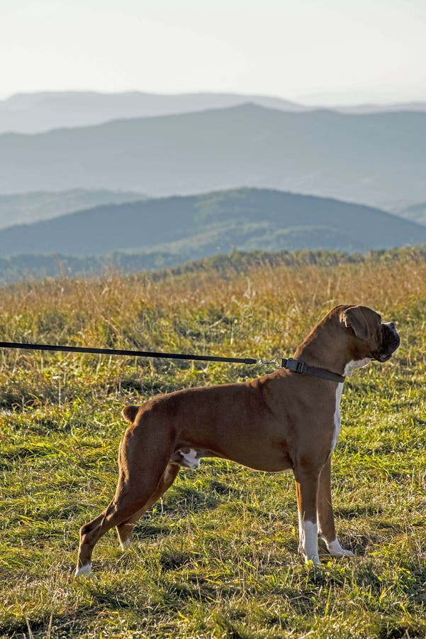 Fawn Colored Boxer Stands on a Mountain Top. Stock Photo - Image of ...