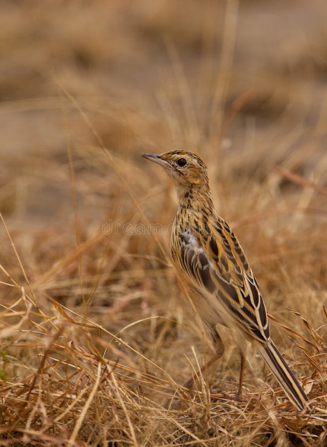 A Fawn-colored Lark On The Ground Stock Image - Image of birds, forest ...