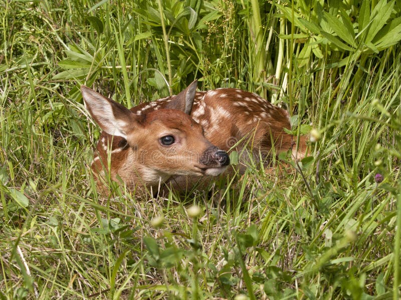Fawn Curled up in Meadow stock photo. Image of camouflage - 40903222