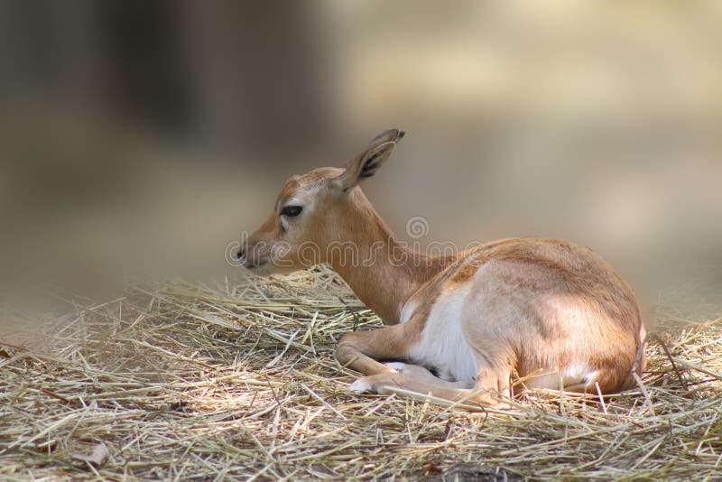 Fawn stock image. Image of wildlife, white, young, deer - 35055221