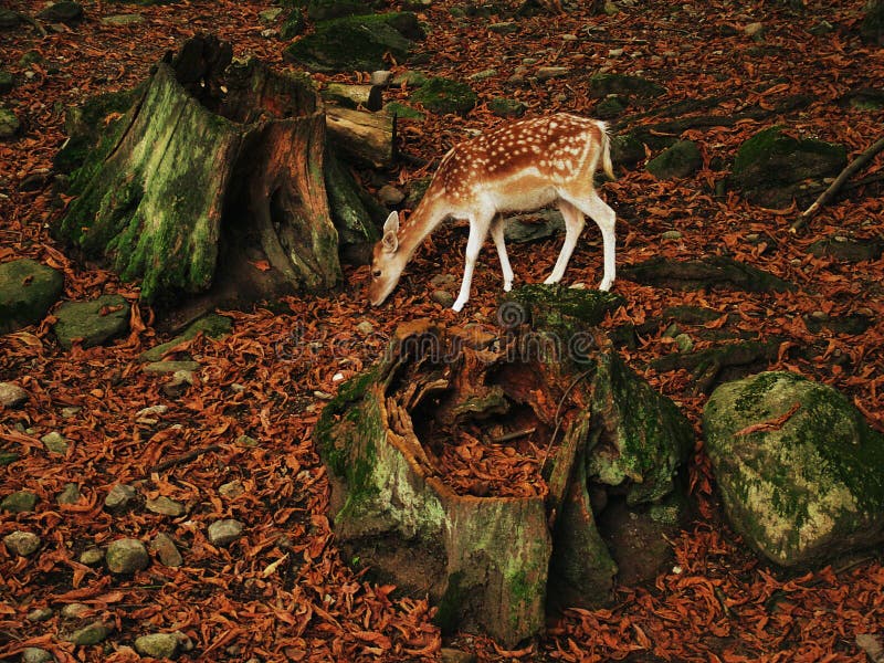 Fawn deer in forest stock image. Image of wildlife, animal - 4399265