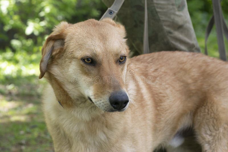 Fawn Dog Closeup Portrait on Green Grass Background Stock Photo - Image ...