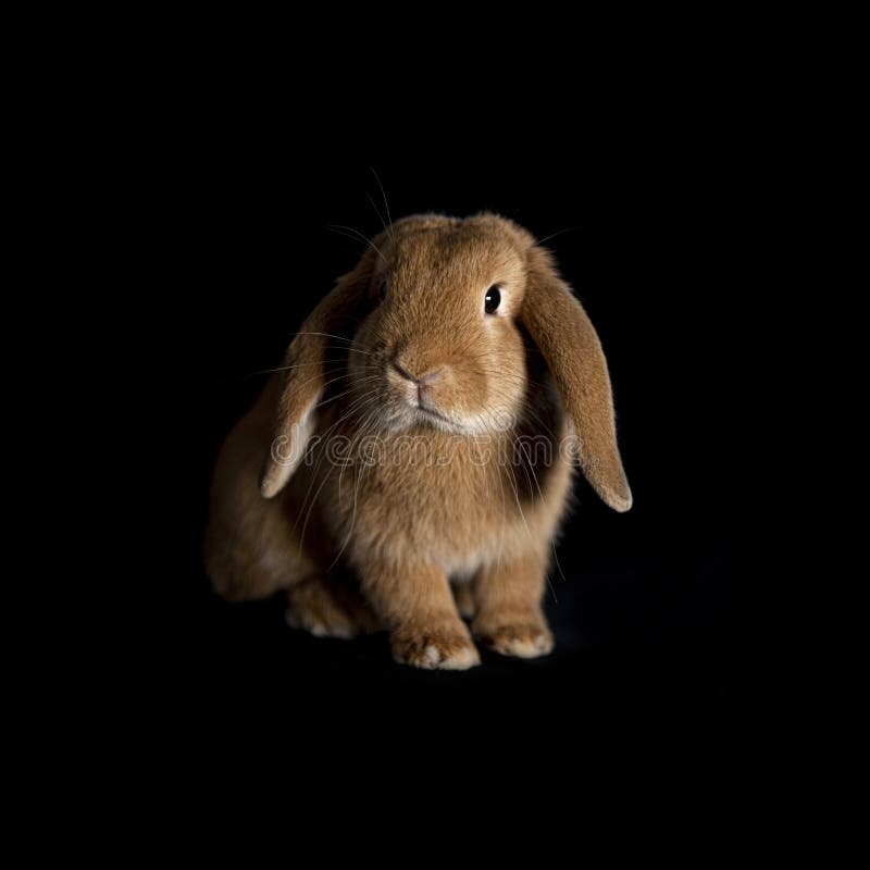 Fawn Dwarf Ram Rabbit Over Black Bacground Stock Image - Image of young ...