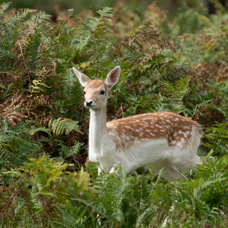 Fawn Fall Deer Emerges from the Tall Bracken Stock Image - Image of ...