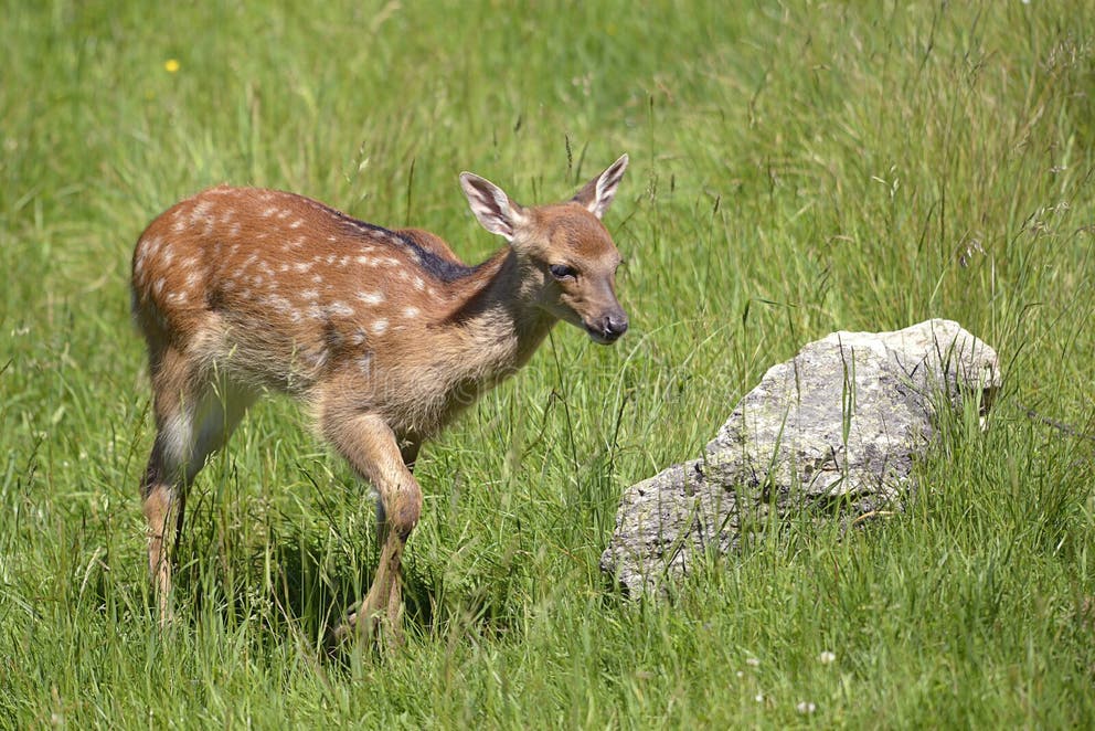 Fawn fallow deer stock photo. Image of juvenile, cervidae - 85130760