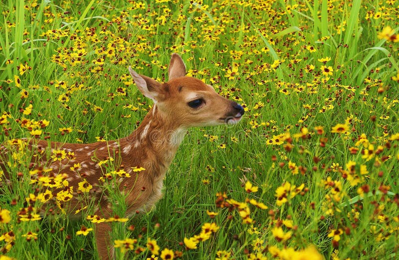 Fawn Stock Photos - Download 30,061 Royalty Free Photos
