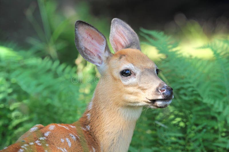 Two Fawn in Forest during Winter Stock Photo - Image of outdoor, winter ...
