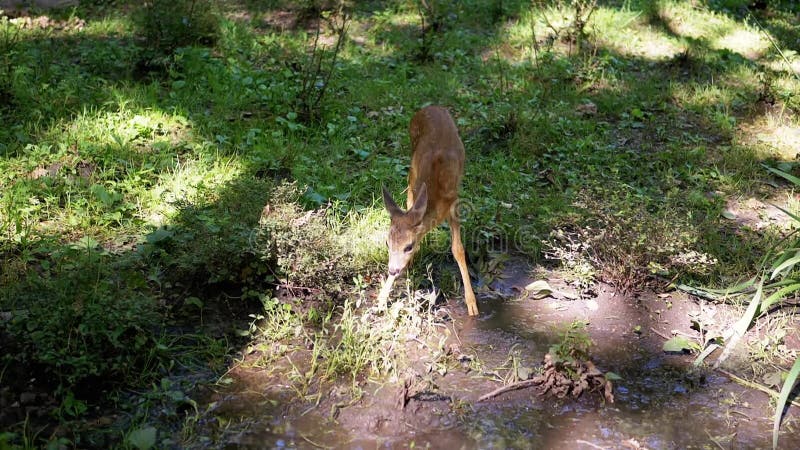 Fawn in forest puddle stock footage. Video of fragile - 346663848