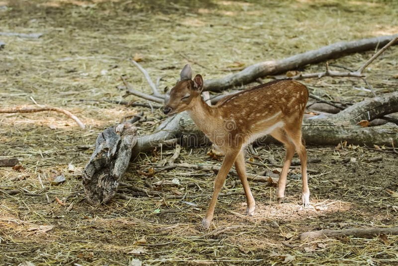 Fawn in the forest stock image. Image of snout, eventoed - 180918055