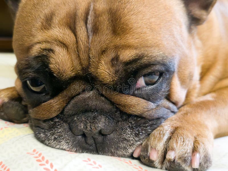 Fawn French Bulldog with a Black Mask on the Muzzle, Close Up Stock ...