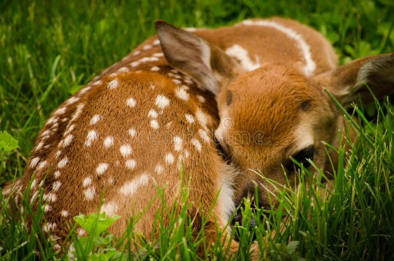 261 Baby Fawn Laying Photos - Free & Royalty-Free Stock Photos from ...
