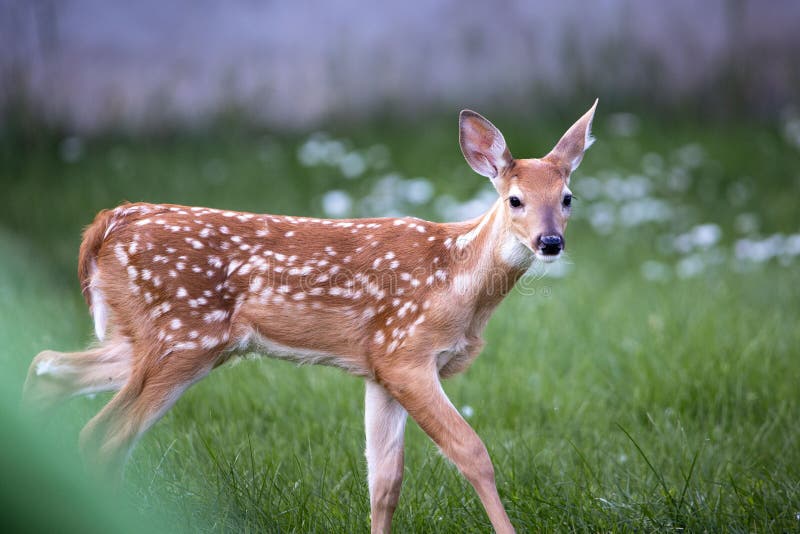 Fawn on a grassy meadow stock photo. Image of young - 256805562