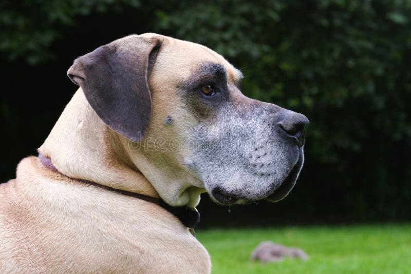 Fawn Great Dane imagen de archivo. Imagen de perro, yarda - 35682977