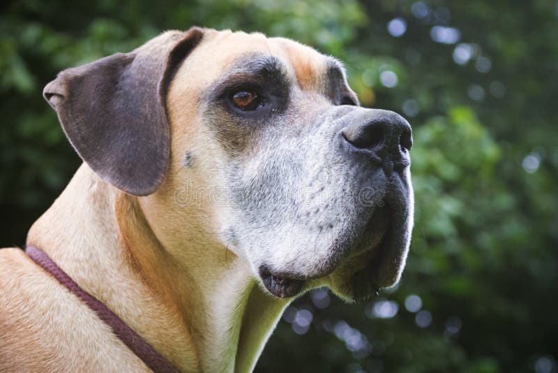 Fawn Great Dane stock image. Image of heather, canine - 35683365