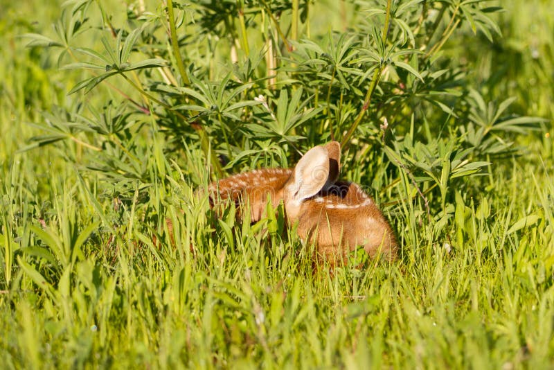 Hiding Fawn stock image. Image of fawn, trees, brown - 19944989