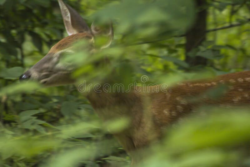 Fawn Hiding in the Woods stock image. Image of green - 96214809